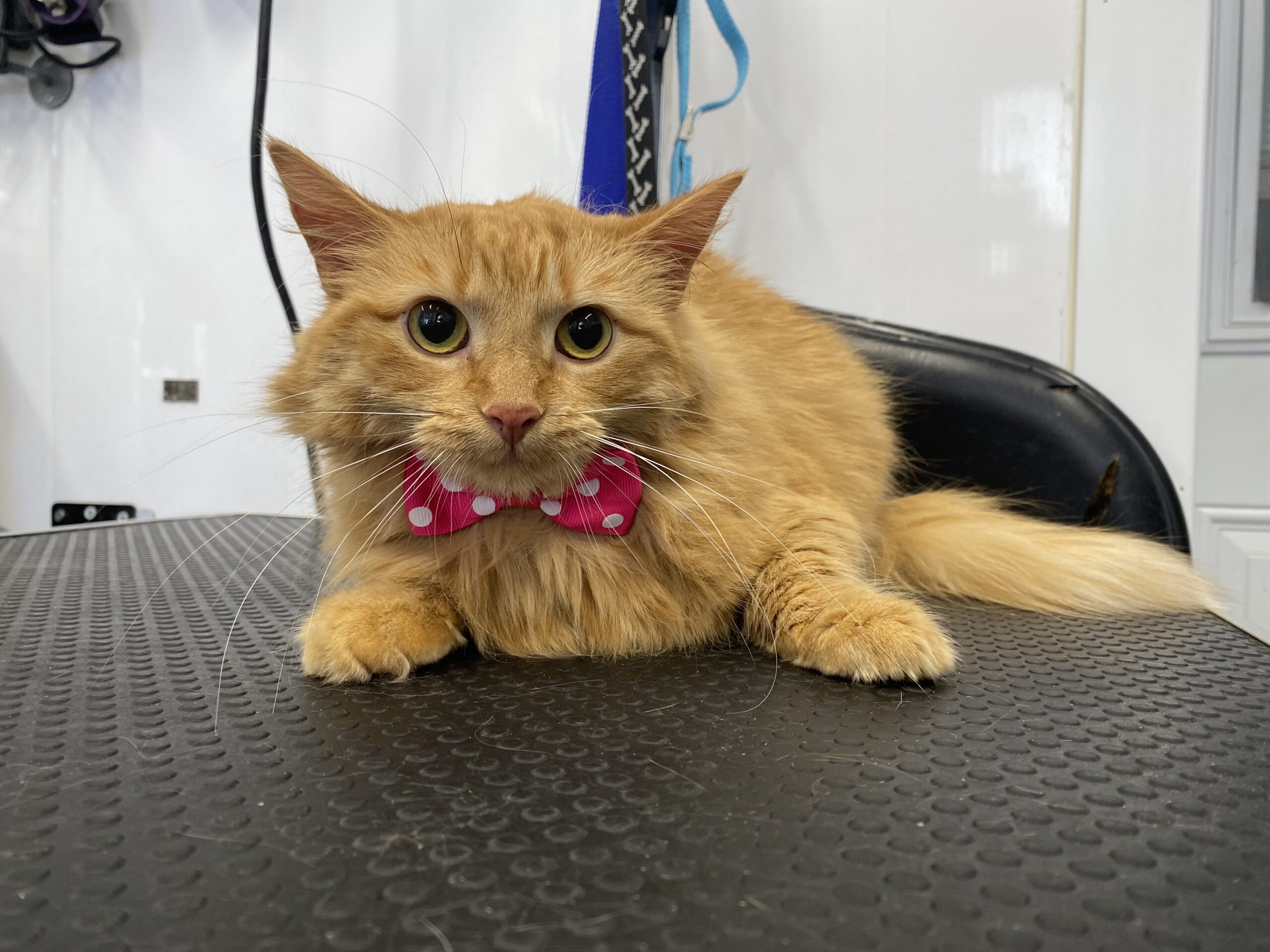 Salon de Toilettage pour chats | Maison de Bonpoils